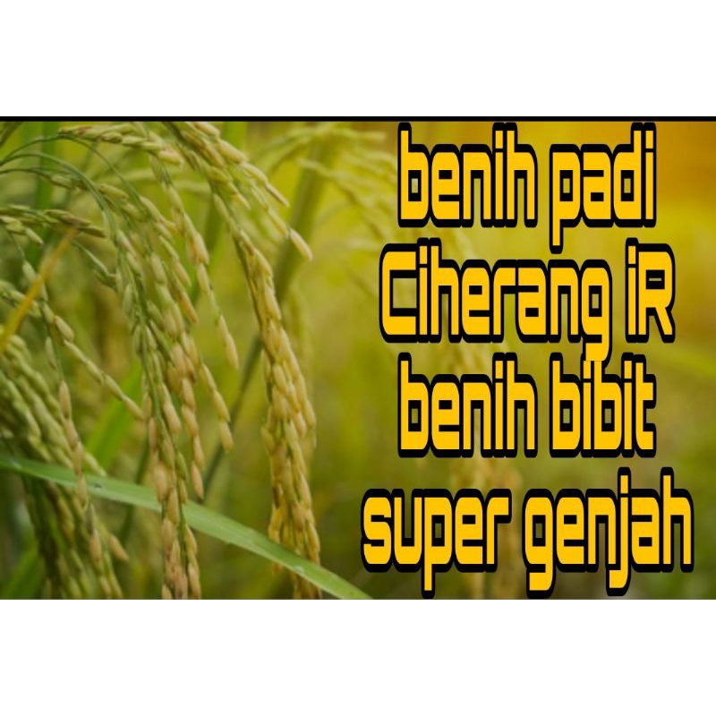 Jual benih padi ciherang IR super genjah 5kg | Shopee Indonesia