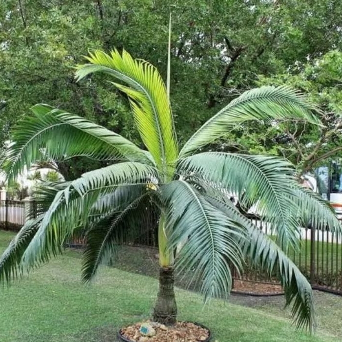 Jual Benih Langka / Biji Palem / Palm Seeds: Dictyosperma album / Hurricane Palm | Shopee Indonesia