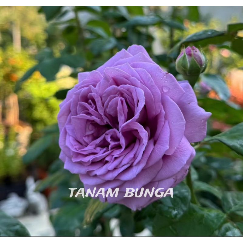 Jual Tanaman Hidup Bunga Mawar Import Kinda Blue Berbunga Wangi | Bunga ...