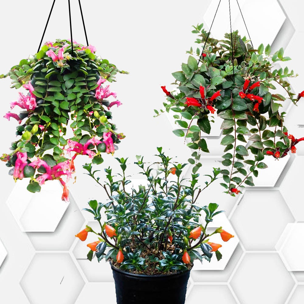 Jual Tanaman Bunga Lipstik Gantung - Tanaman Hias Aschynanthus Radicans ...