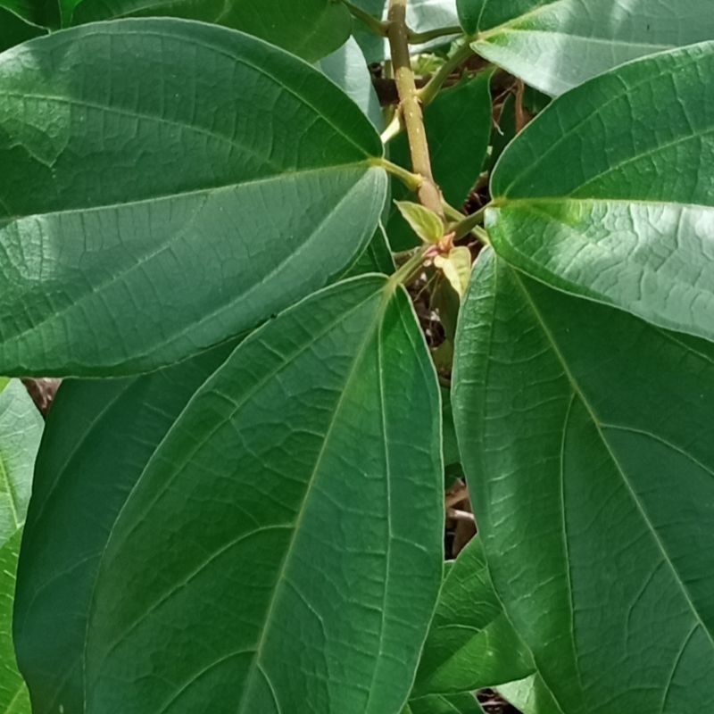 Jual daun cincau segar 20 lembar | Shopee Indonesia