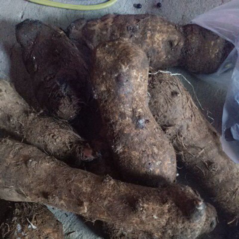 Jual Tales enthik ubi talas lompong | Shopee Indonesia