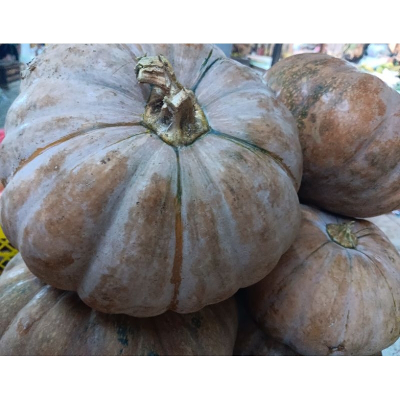 Jual labu parang utuh 1pcs 1,8- 2,5 kg | Shopee Indonesia