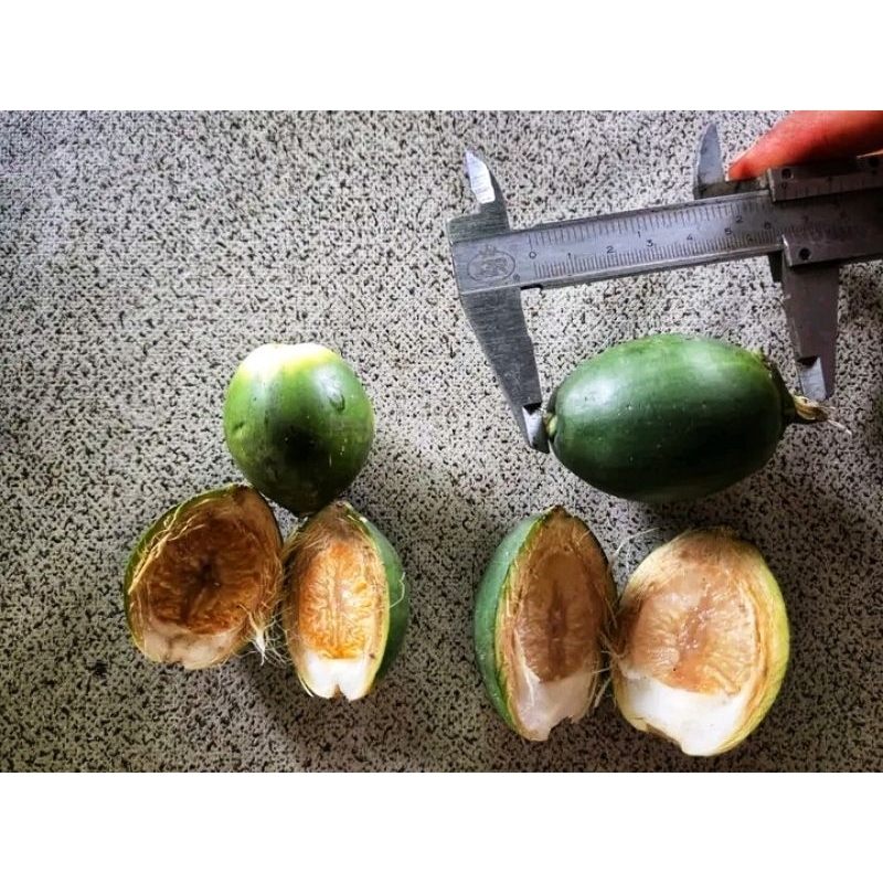 Jual Buah Pinang Muda | jambe muda dijamin masih muda | Shopee Indonesia