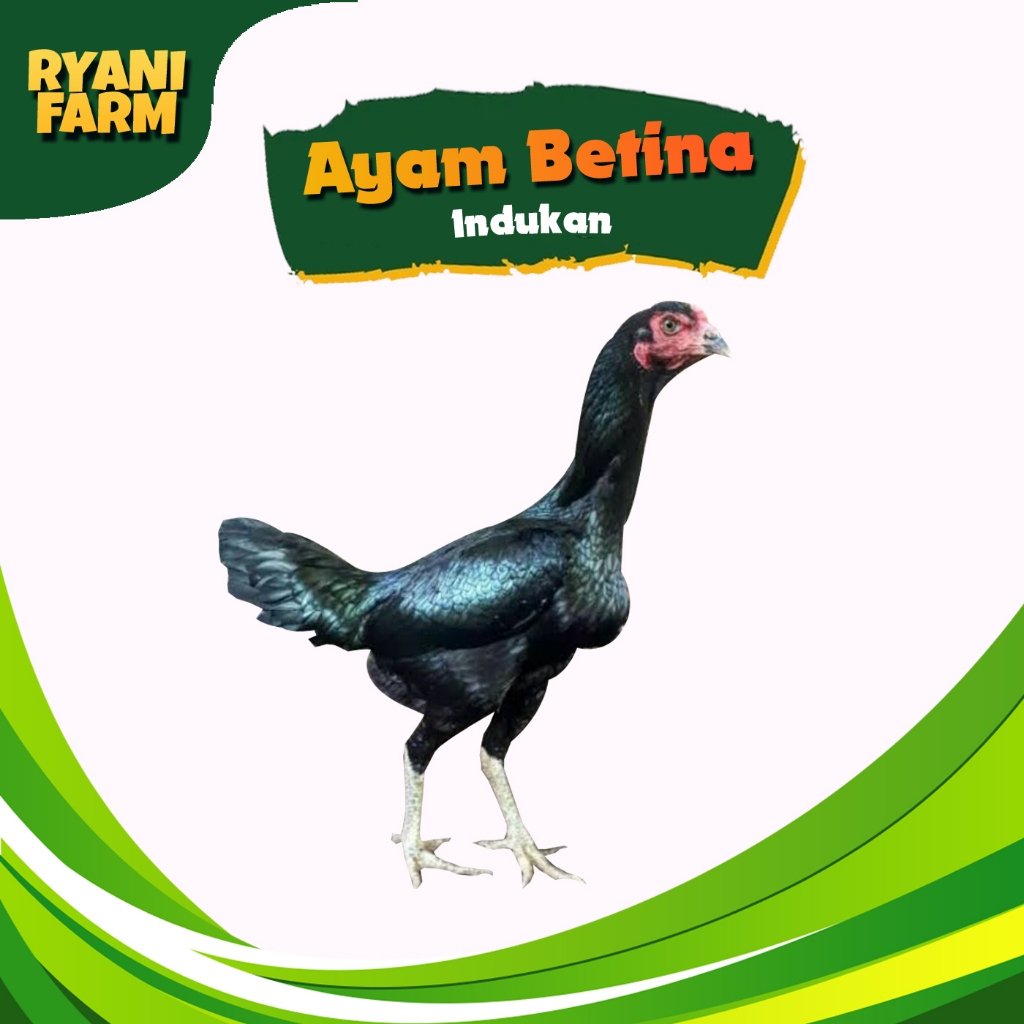 Jual Ryani Farm Ayam Kampung Betina Hidup Size Indukan Untuk Ternak ...