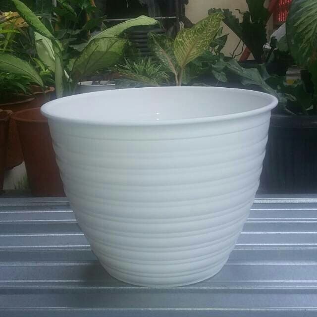 Jual Pot Tanaman Bunga Tawon Ori 21 Putih (BJP) | Shopee Indonesia