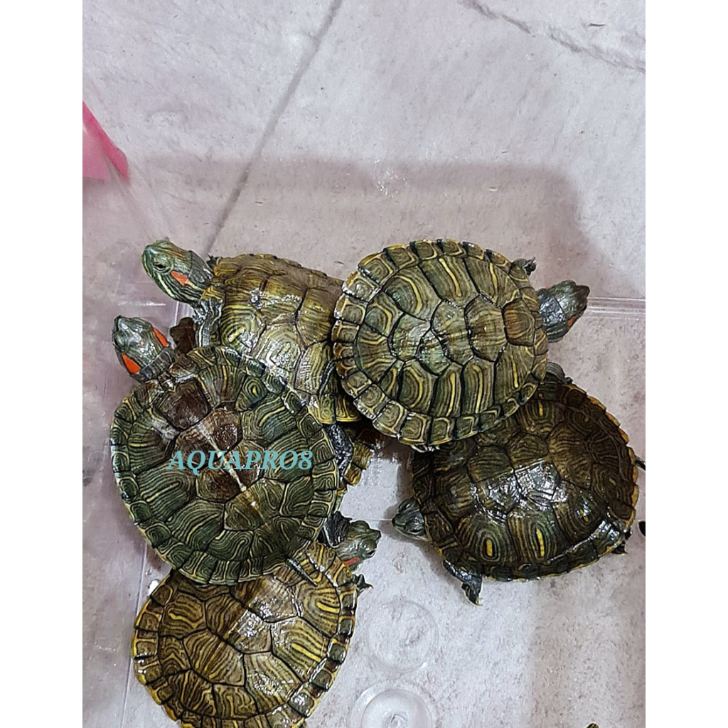 Jual Hiasan Aquarium Kura Kura Brazil Jumbo Khusus Ekspedisi Instant | Shopee Indonesia