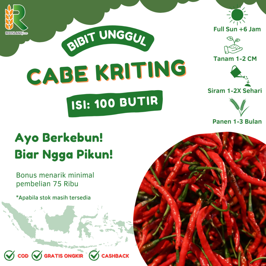 Jual BENIH CABE KERITING (100 BUTIR) | Shopee Indonesia