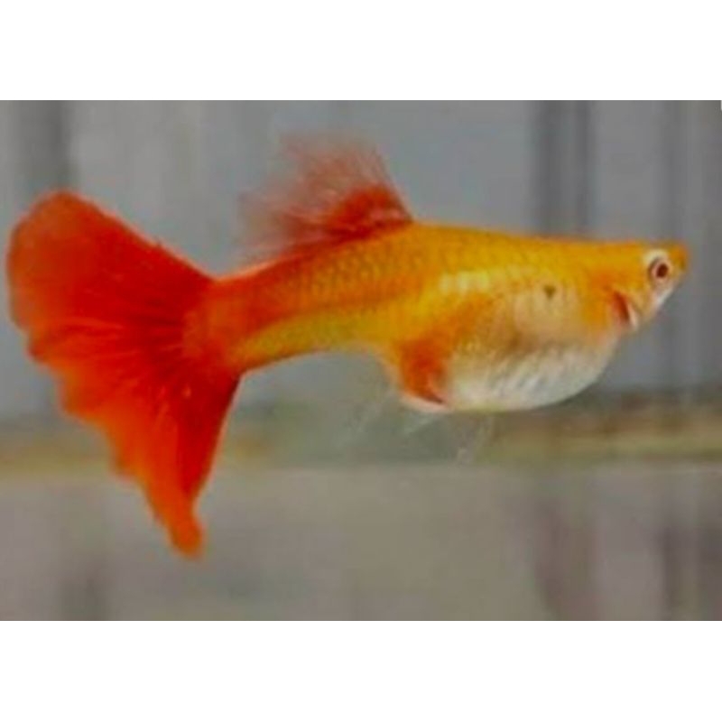 Jual 1 pasang Guppy merah | Shopee Indonesia