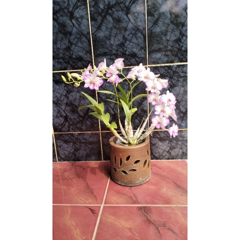 Jual anggrek dendrobium enoby dewasa | Shopee Indonesia