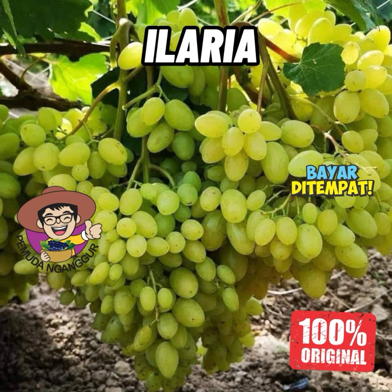 Jual Bibit Anggur Import Ilaria Mudah Bberbuah Buah Besar (PEMUDA ...