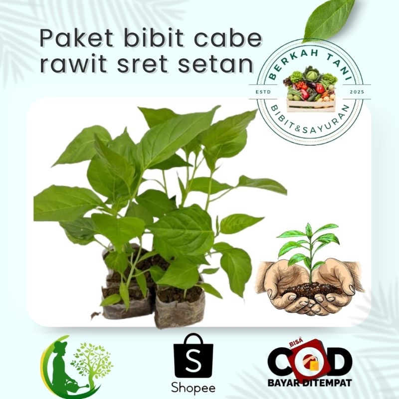 Jual BERKAH_TANI 20 Benih cabe rawit settan | Shopee Indonesia