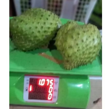 Jual SIRSAK/MULWO/DURIAN BELANDA TUA PERKILO/Kalau besaar per buah ...