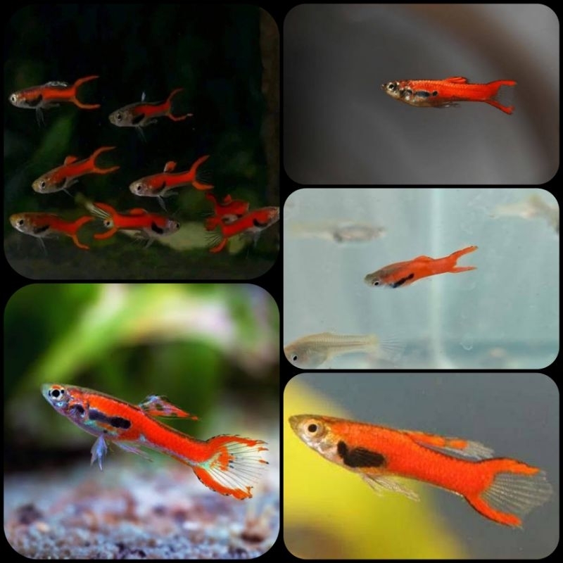 Jual ikan guppy endler red scarlet untuk aquarium dan aquascape ...