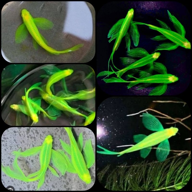 Jual ikan green danio zebra slayer untuk aquarium dan aquascape ...