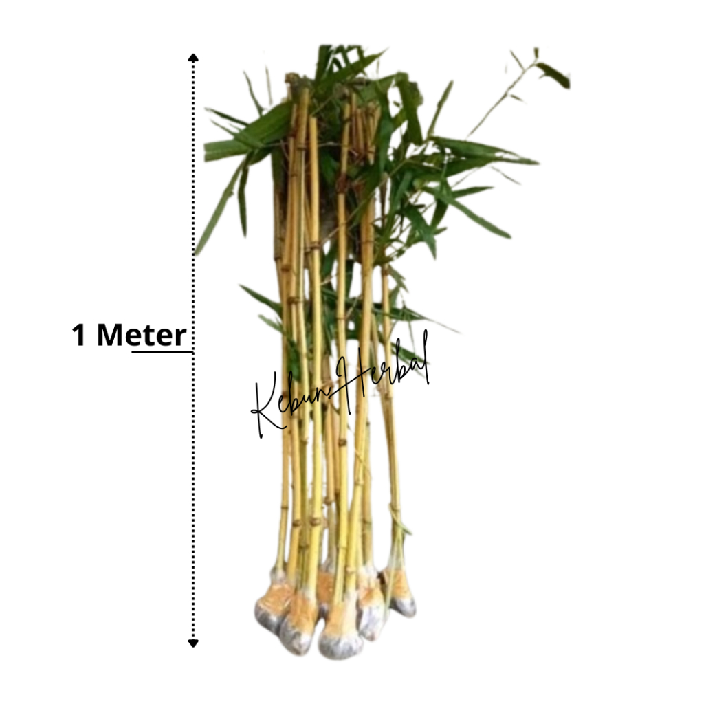 Jual Bibit Tanaman Bambu kuning Tinggi 1 Meter Siap Tanam Pengusir ...