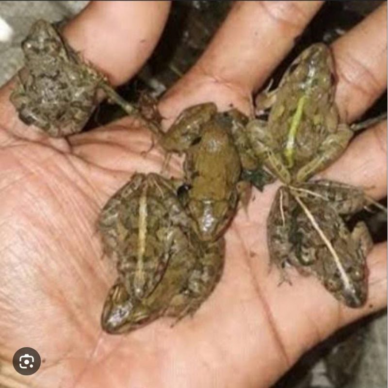 Jual katak sawah hidup/pakan predator 2-3cm (20 ekor) | Shopee Indonesia
