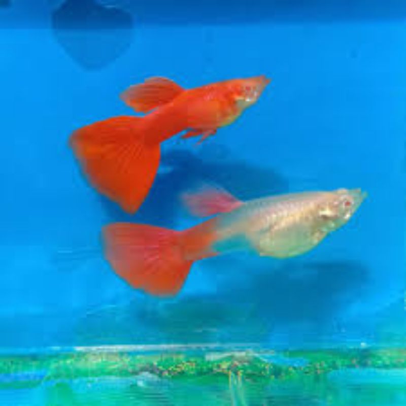 Jual Guppy AFR(Albino Full Red) | Shopee Indonesia