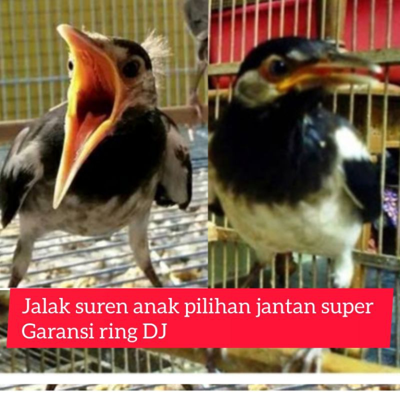 Jual BURUNG JALAK SUREN ANAK MUDA PILIHA JANTAN SUPER BERGARANSI ...