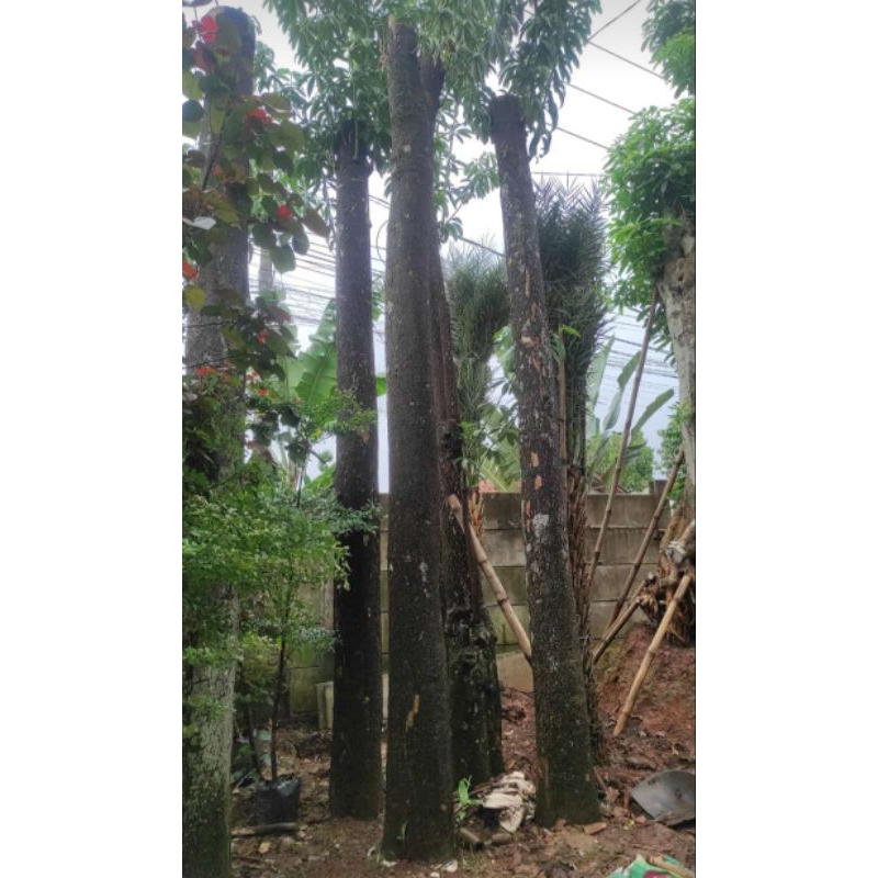 Jual Pohon pulei hitam Alstonia Scholaris tinggi 4meter sampai 5meter ...
