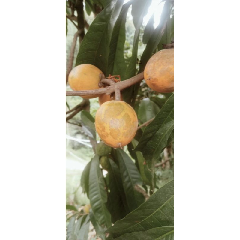Jual buah alkesa sawo Belanda campoleh per 1kg | Shopee Indonesia
