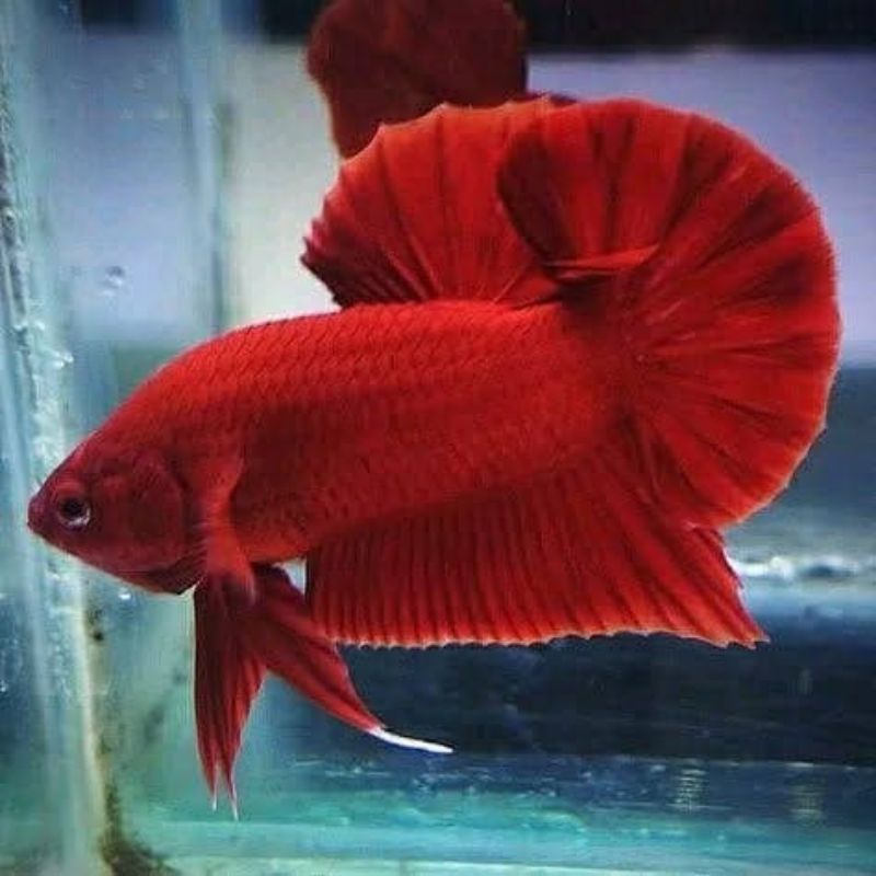 Jual IKAN CUPANG SUPER RED spesial awal tahun | Shopee Indonesia