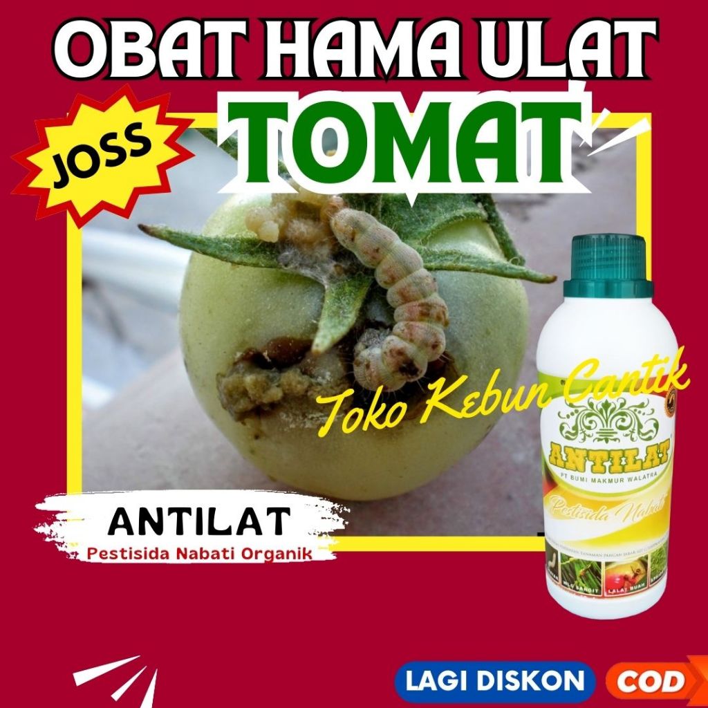 Jual Obat Hama Ulat ANTILAT 500ML – Pembasmi Ulat Tanah, Ulat Padi, Ulat Tomat, Ulat Cabe, dan ...