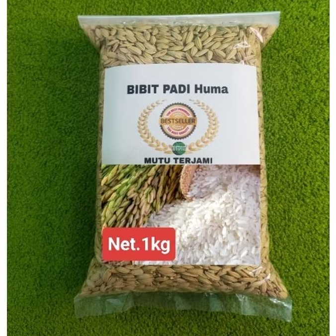 Jual Benih padi ladang beras putih Ori 1 kg | Shopee Indonesia