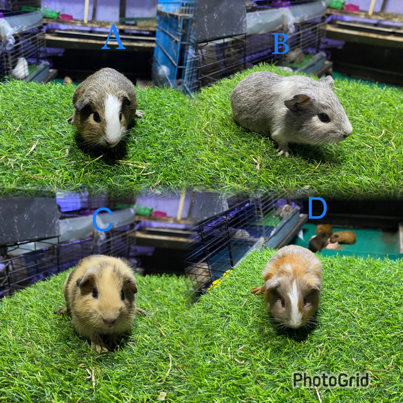 Jual Marmut American hias / guinea pig american | Shopee Indonesia