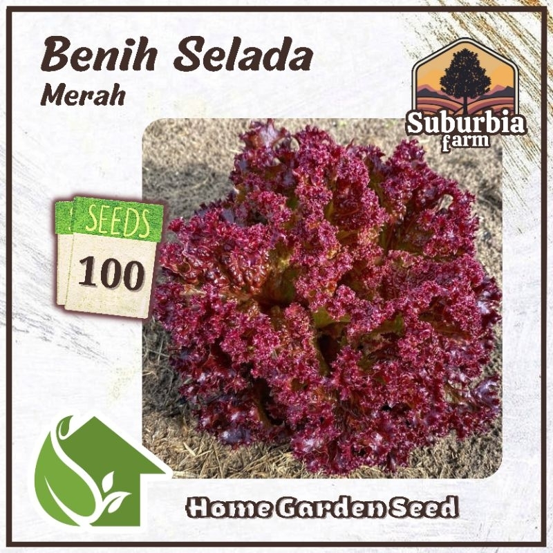 Jual 100 Biji Benih Selada Merah | Shopee Indonesia