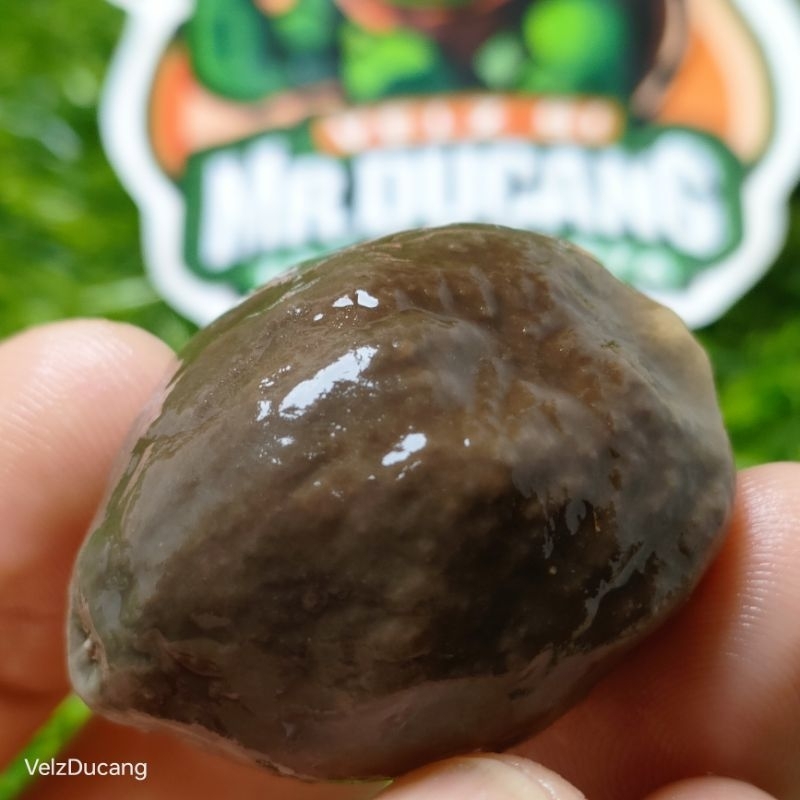 Jual MUNCANG ADU JAYANTI JAWA SI BIS KOTA ( SI BK) | Shopee Indonesia