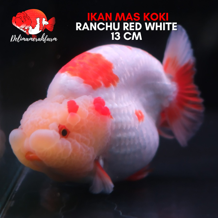 Jual KOKI RANCHU RED AND WHITE HIGH QUALITY SIZE 13 CM GEMES | Shopee ...