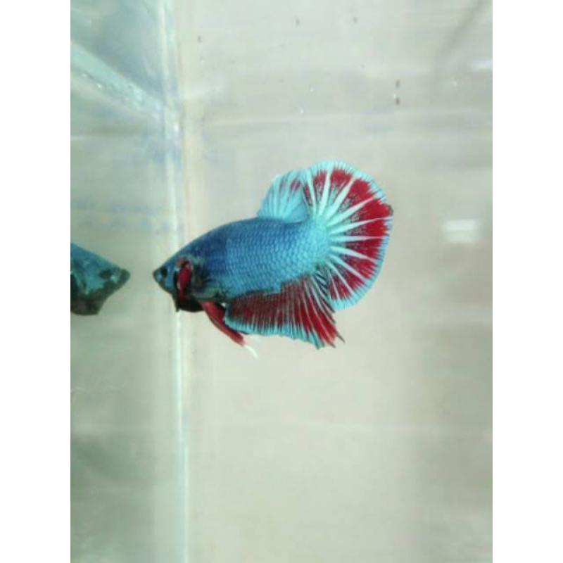 Jual stiker cupang remaja jantan betina hm | Shopee Indonesia