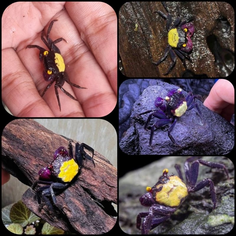 Jual kepiting hias vampire crab atau geosesarma dennerle untuk aquarium ...