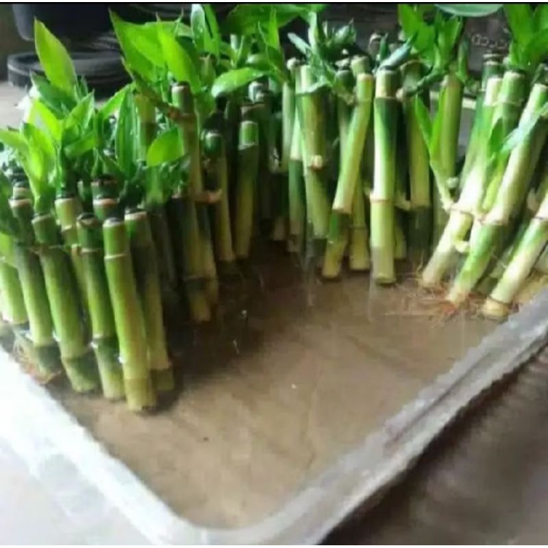 Jual Ready bambu hoki sri rejeki - tanaman bmabu hoki pembawa rejeki ...
