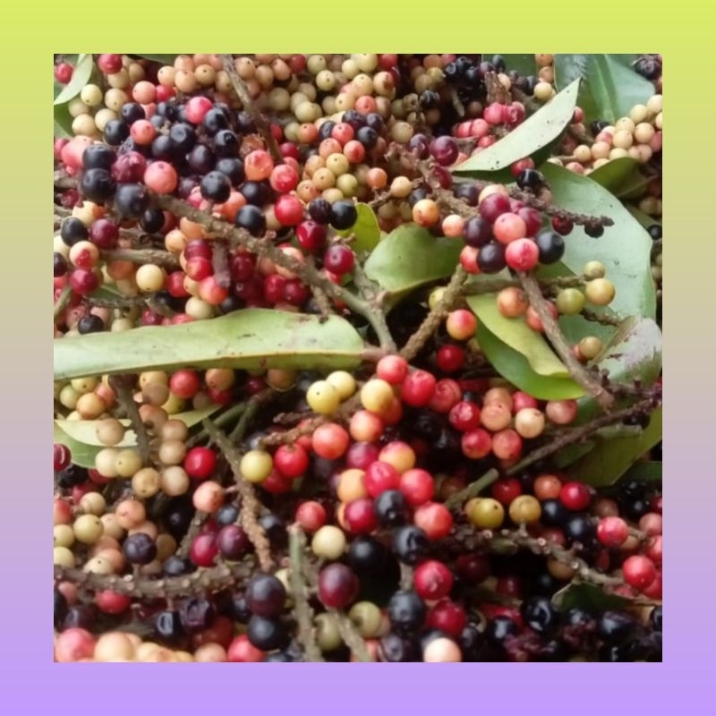 Jual Buah huni segar 1 kg | Buah huni ngidam | Buah huni asam rujak ...