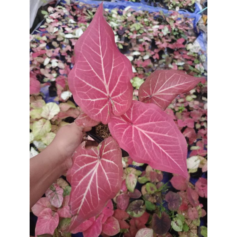 Jual Keladi Pembelian harga 15k-100k | Shopee Indonesia