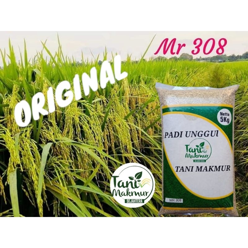 Jual Benih bibit padi mr 308 kemasan 5kg, 85 hst siap panen | Shopee ...