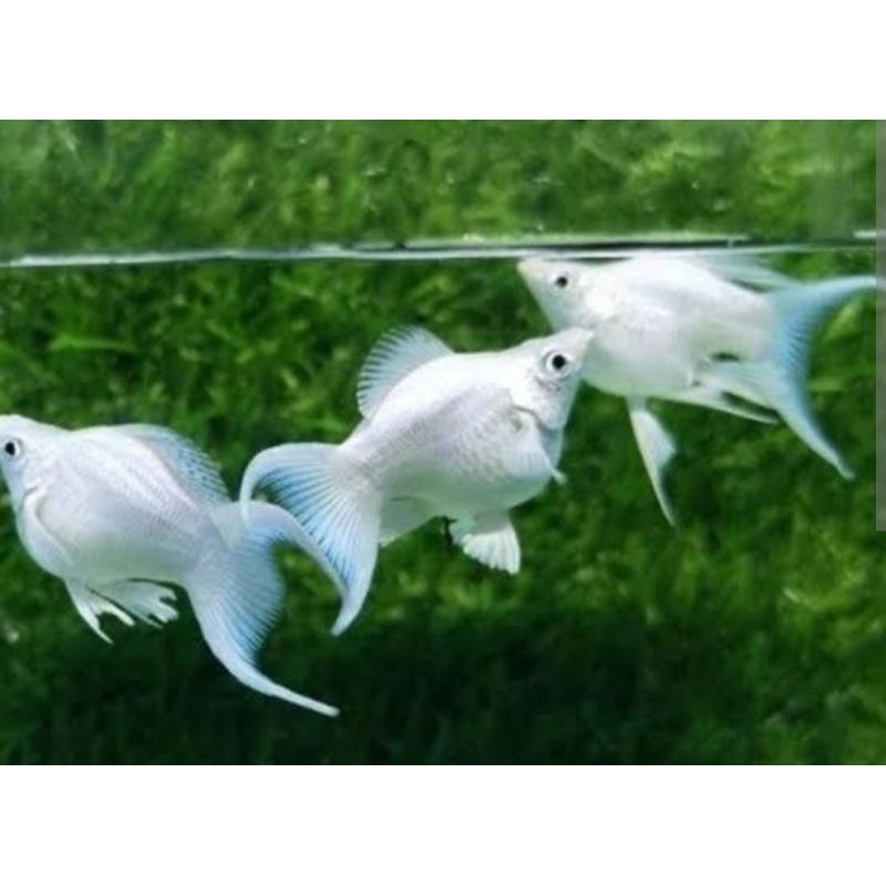 Jual IKAN MOLLY PLATINUM BALON CAGAK SIZE L | Shopee Indonesia