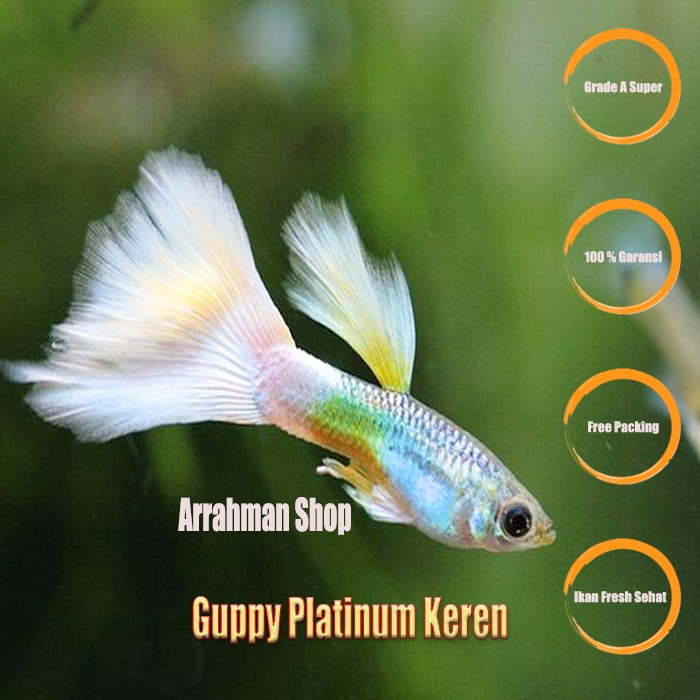 Jual ikan hias air tawar aquascape aquarium - ikan gupi platinum - ikan guppy platinum - ikan ...