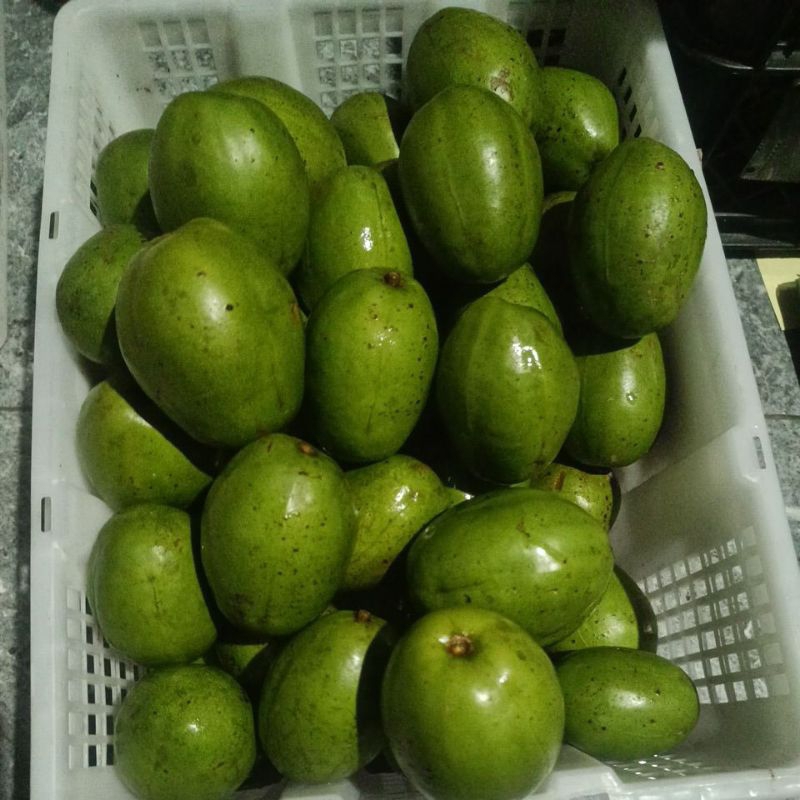 Jual Kedondong Bangkok tua pohon Fres Kriuk kres kres 1 Kg isi 6-8 Buah ...