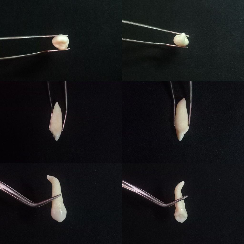 Jual Gigi 13 / C kanan RA / Kaninus/Caninus kanan Rahang Atas - untuk ...