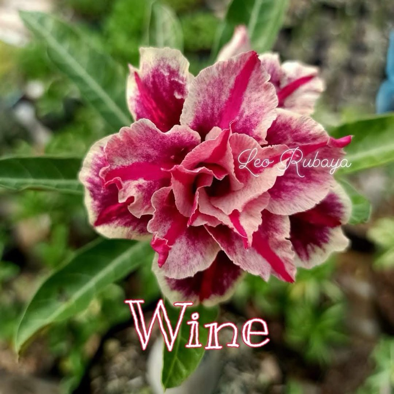 Jual ADENIUM BUNGA TUMPUK ID WINE | Shopee Indonesia