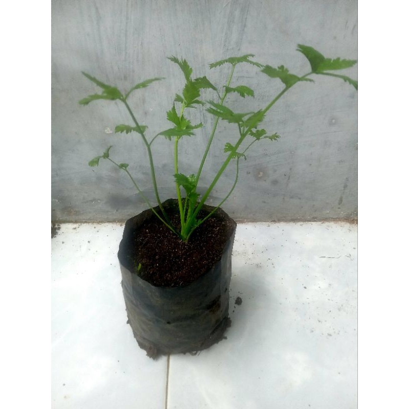Jual Bibit Seledri/daun Sop ukuran sedang ,Siap tanam | Shopee Indonesia