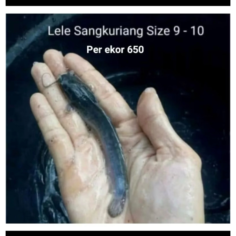 Jual lele sangkuriang ukuran 9 sampai 10 cm | Shopee Indonesia