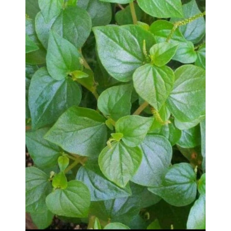 Jual Sirih cina segar atau ketumpang air fresh 500gram | Shopee Indonesia