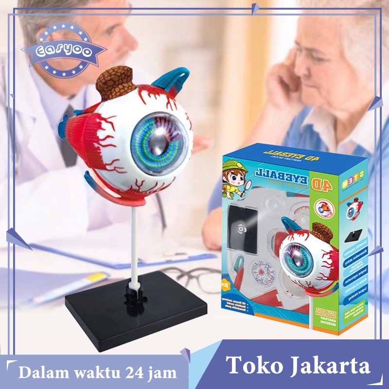 Jual Human Body Anatomy Model Toy Torso Mata Manusia Model Alat Peraga ...