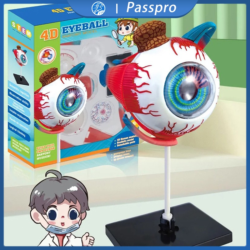 Jual Manekin Mata Model Human Body Anatomy Model Mainan Anatomi Tubuh ...