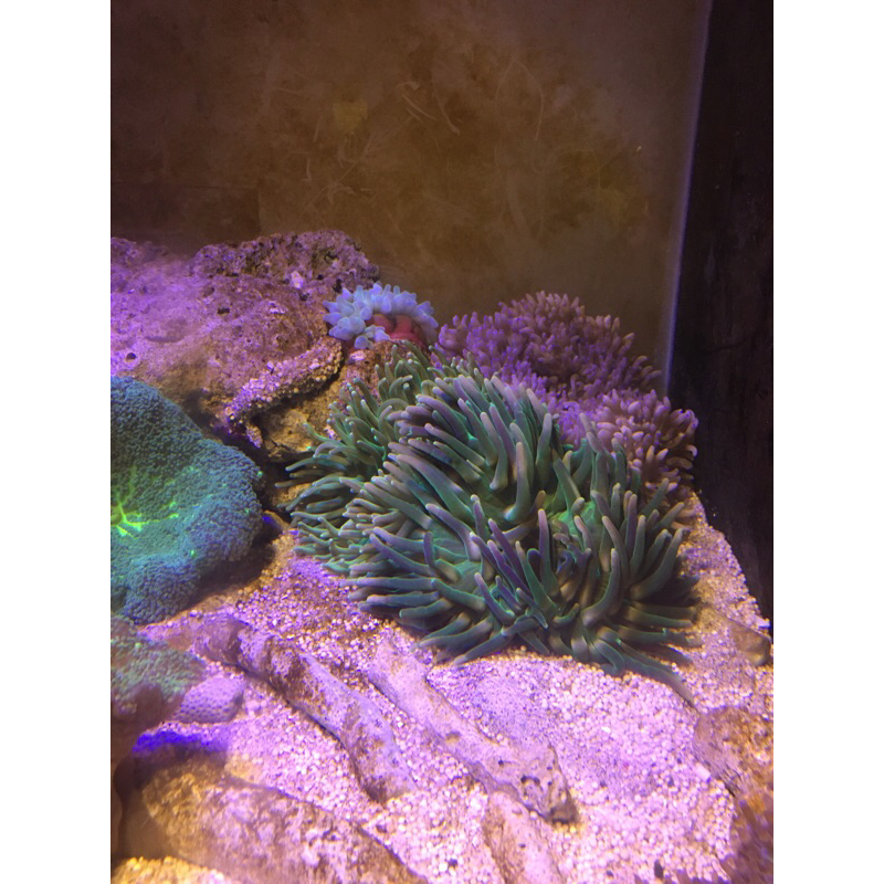 Jual anemon model hijau rumah nemo | Shopee Indonesia