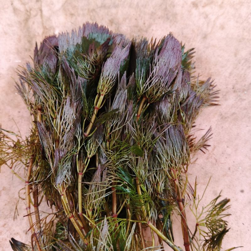 Jual 10 batang kabomba ret tanaman aquascape | Shopee Indonesia